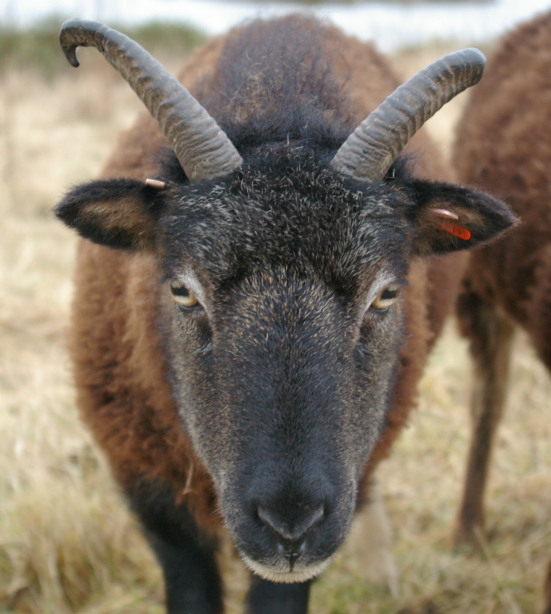 Soay Sheep – Flexigraze CIC